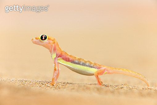 Gecko from Namib sand dune, Namibia. Pachydactylus rangei, Web-footed ...