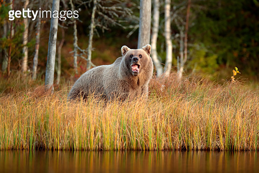 Bear hidden in yellow forest. Autumn trees with bear. Beautiful brown ...