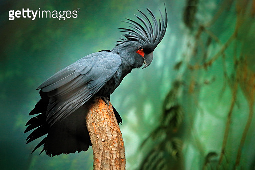 Grey parrot with crest. Detail portrait of dark parrot Palm cockatoo ...