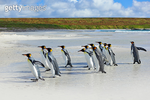 Group of king penguins coming back together from sea to beach with wave ...