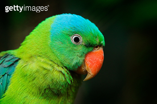 Blue-naped parrot, Tanygnathus lucionensis, detail portrait. Green bird ...