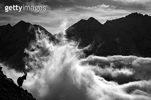 Alpine Ibex, Capra ibex, animals in nature rock habitat, France. Night ...