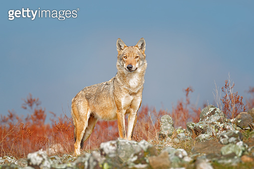 Wild Wolf, Canis lupus, in the nature habitat. Beautiful animal in ...