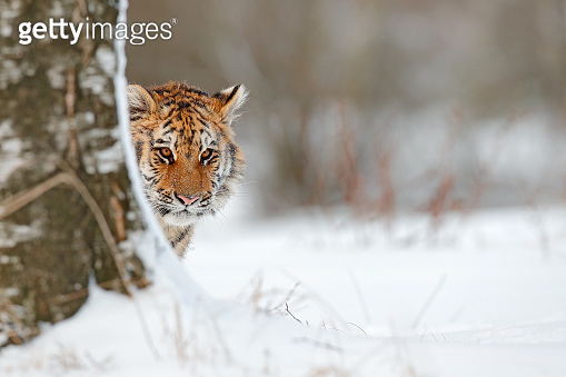 Hidden portrait of wild cat. Siberian tiger in snow fall, birch tree ...