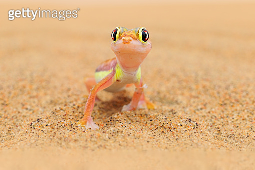 Gecko from Namib sand dune, Namibia. Pachydactylus rangei, Web-footed ...