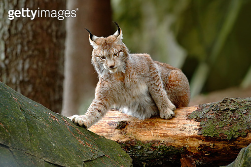 Eurasian Lynx in the forest, hidden in the grass. Cute lynx in the ...