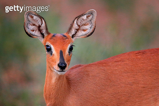 Chobe Bushbuck, Tragelaphus scriptttus ornatus, detail portrait of ...