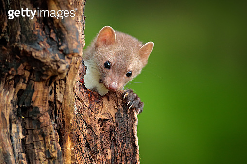 Beech marten, Martes foina, with clear green background. Small predator ...
