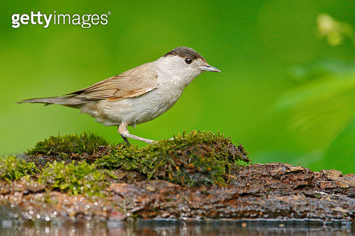 Blackcap, Sylvia atricapolla sitting in the water, nice lichen tree ...
