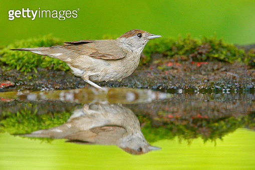 Water mirror reflection. Blackcap, Sylvia atricapolla sitting in the ...
