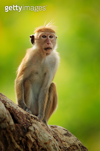 Toque macaque, Macaca sinica, monkey with evening sun, sitting on zhe ...