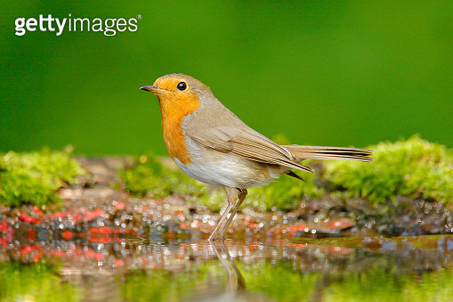 European Robin, Erithacus rubecula, sitting in the water, nice lichen ...