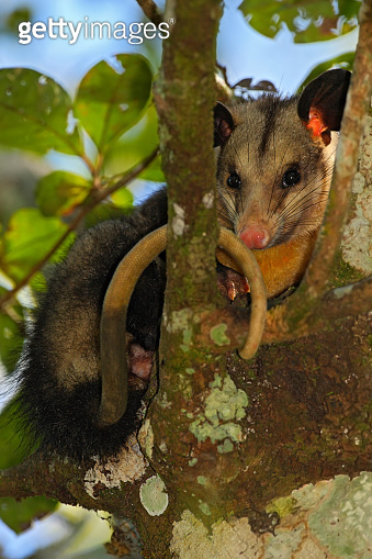 Common Opossum, Didelphis marsupialis, wild nature, curious mammal in ...