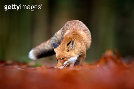 Red fox running on orange autumn leaves. Cute Red Fox, Vulpes vulpes in ...