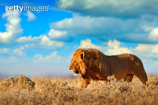 Lion walk. Portrait of African lion, Panthera leo, detail of big ...