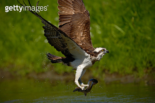 Osprey catching fish. Flying osprey with fish. Action scene with osprey ...