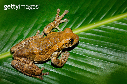 Morelet's Tree Frog, Agalychnis moreletii, in the nature habitat, night ...