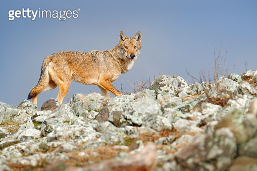 Wild Wolf, Canis lupus, in the nature habitat. Beautiful animal in ...