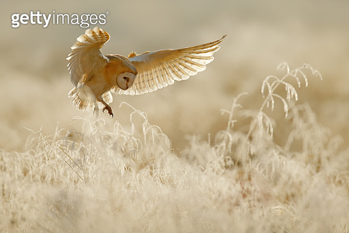Owl fly with open wings. Barn Owl, Tyto alba, flying above rime white ...