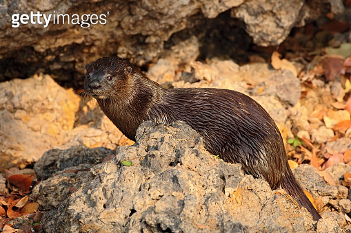 Neotropical Otter, Lontra longicaudis, sitting on the rock river coast ...