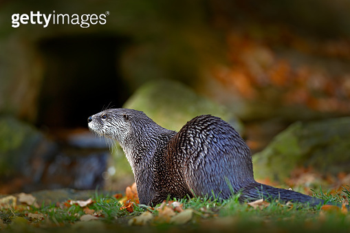 North American river otter, Lontra canadensis, detail portrait water ...
