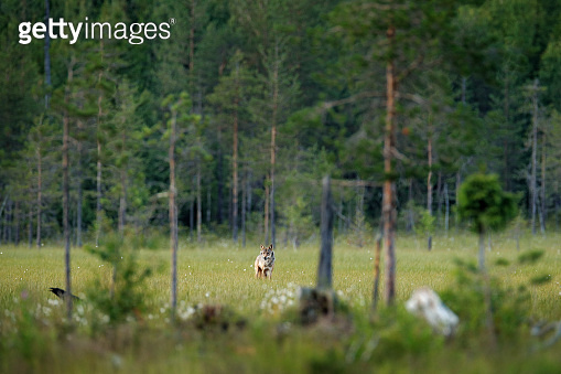 Wolf from Finland. Gray wolf, Canis lupus, in the spring light, in the ...