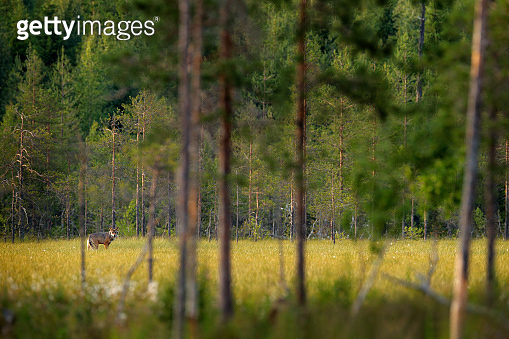 Wolf from Finland. Gray wolf, Canis lupus, in the spring light, in the ...