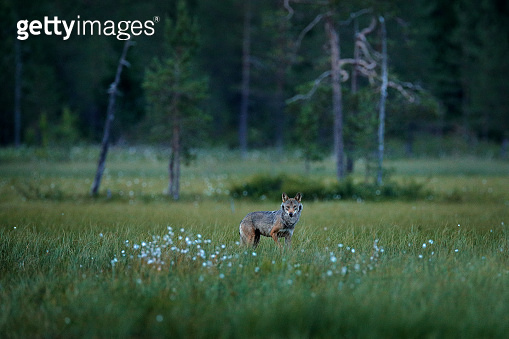 Wolf from Finland. Gray wolf, Canis lupus, in the spring light, in the ...