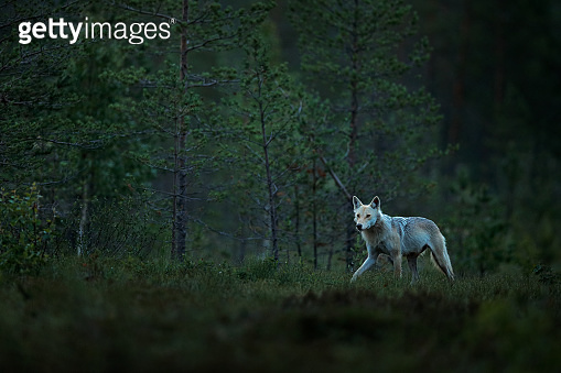 Wolf from Finland. Gray wolf, Canis lupus, in the spring light, in the ...