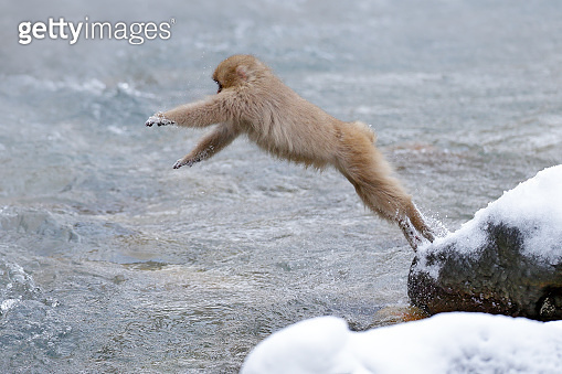 Monkey Japanese macaque, Macaca fuscata, jumping across the river ...