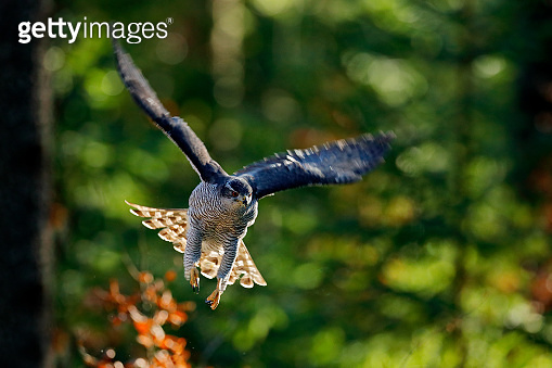 Goshawk flying, bird of prey with open wings with evening sun back ...