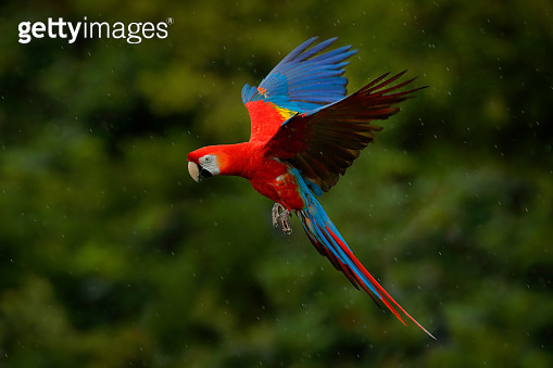 Parrot flight. Red parrot in rain. Macaw parrot fly in dark green ...