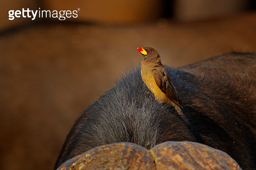 Yellow-billed oxpecker, Buphagus africanus, in brown fur of big buffalo ...