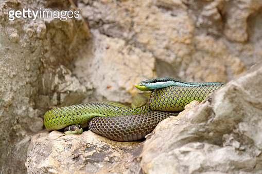 Philodryas baroni, Baron's green racer, stone near river habitat ...