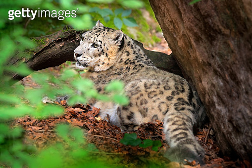 Snow leopard with green forest vegetation, Kashmir, India. Wildlife ...