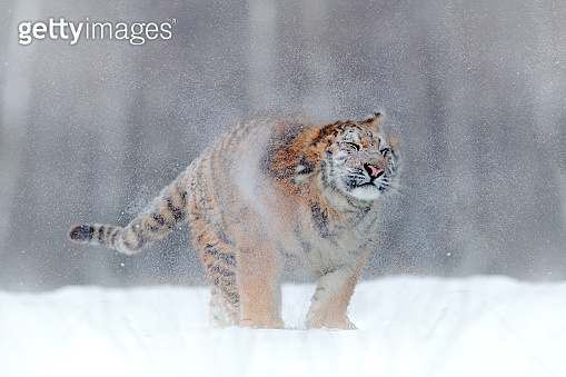 Snow shake of, tiger dust of in winter. Tiger in wild winter nature ...