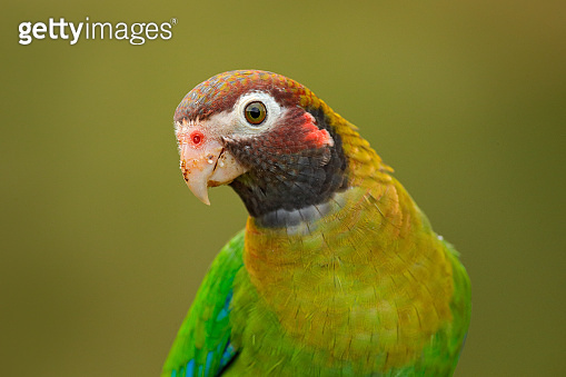 Detail of parrot head. Brown-hooded Parrot, Pionopsitta haematotis ...