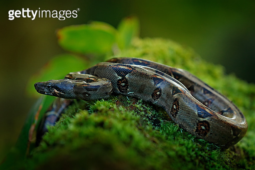 Boa constrictor snake in the wild nature, Costa Rica. Wildlife scene ...