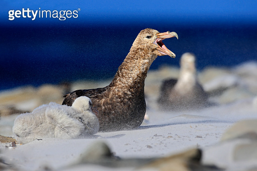 Giant petrel, Macronetes giganticus = giganteus, big sea bird with ...