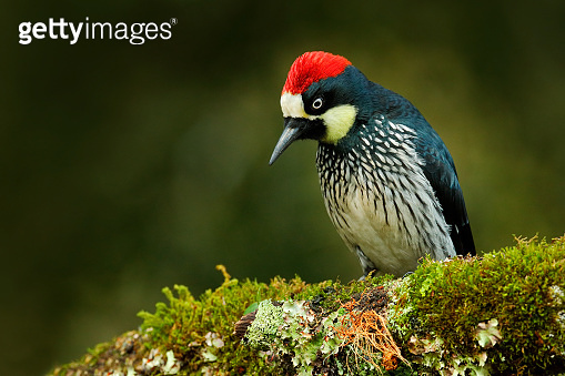 Woodpecker from Costa Rica mountain forest, Acorn Woodpecker ...
