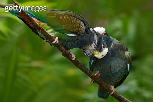 Pair of birds, green and grey parrot, White-crowned Pionus, White ...