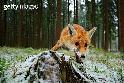 Red fox in the nature forest habitat. Red foc taken with wide angle ...
