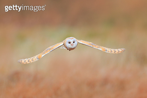 Barn Owl, Tyto alba, flight above the rime white grass in the morning ...