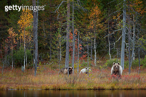 Bear hidden in yellow forest. Autumn trees with bear. Beautiful brown ...