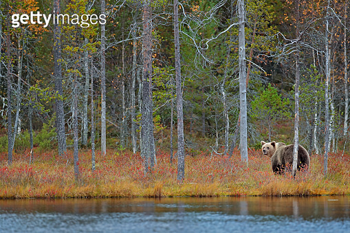 Bear hidden in yellow forest. Autumn trees with bear. Beautiful brown ...