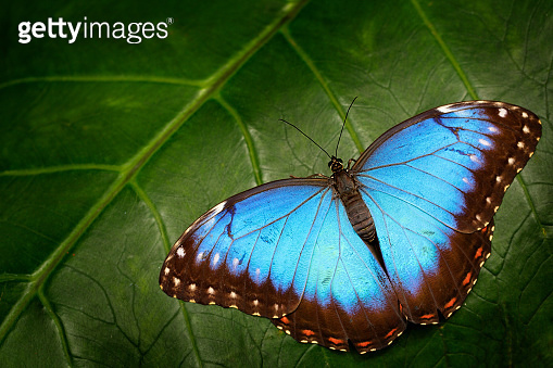 Butterfly Blue Morpho, Morpho peleides, sitting on green leaves, Costa ...