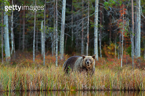 Bear hidden in yellow forest. Autumn trees with bear. Beautiful brown ...
