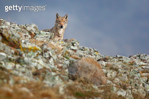 Wild Wolf, Canis lupus, in the nature habitat. Beautiful animal in ...