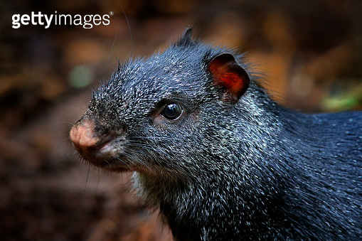 Detail head portrait of agouti. Black agouti, Dasyprocta fuliginosa ...