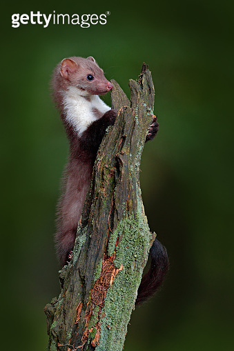 Stone marten, detail portrait of forest animal. Small predator sitting ...